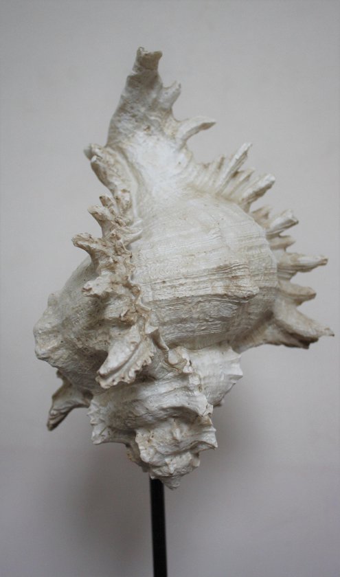 Schelp op standaard decoratie | Bestel nu!