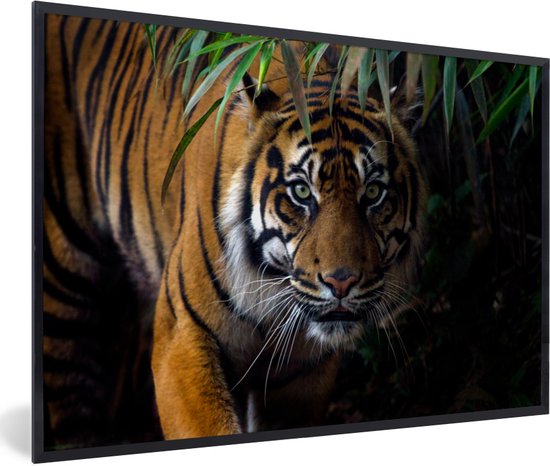 Fotolijst incl. Poster - Tijger - Bladeren - Jungle - Dieren - Wild - 60x40 cm -... | bol