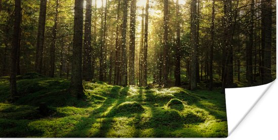 Poster Bomen - Bos - Mos - Planten - Zon - Natuur - 40x20 cm | bol