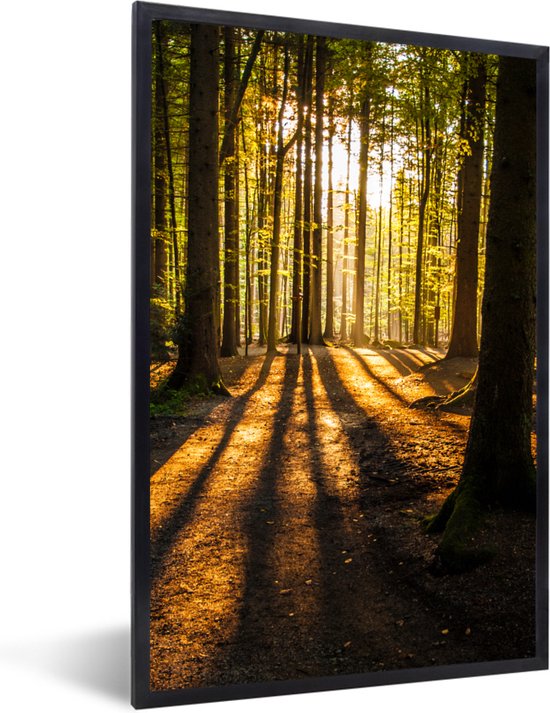 Fotolijst incl. Poster - Zon - Bomen - Bos - Landschap - Natuur - 60x90 ...