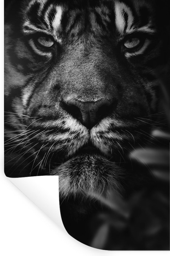Muurstickers - Sticker Folie - Close-up van een tijger in de jungle - zwart wit -... | bol