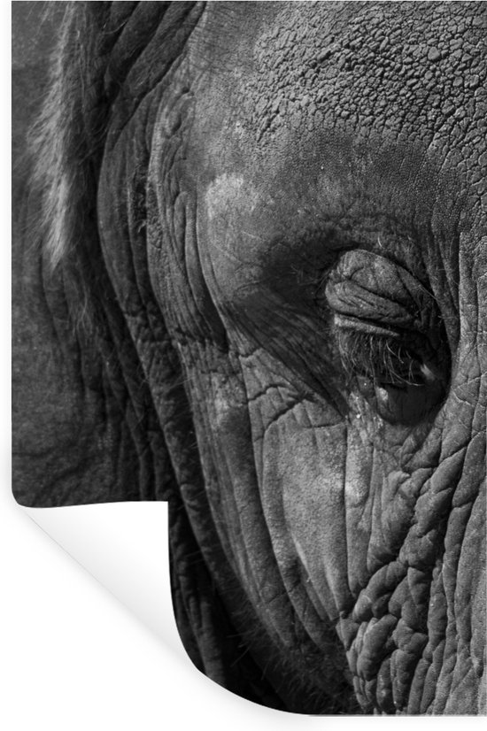 Muurstickers - Sticker Folie - Olifant - Dieren - Close up - Zwart wit - 40x60 cm -... | bol