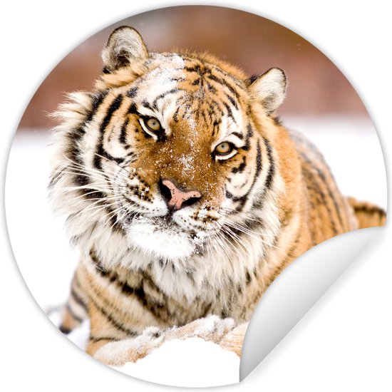 WallCircle - Muurstickers - Behangcirkel - Tijger - Sneeuw - Wit - ⌀ 140 cm -... | bol