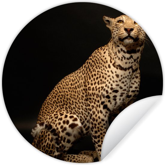 WallCircle - Muurstickers - Behangcirkel - Luipaard - Dieren - Vlek - 50x50 cm -... | bol
