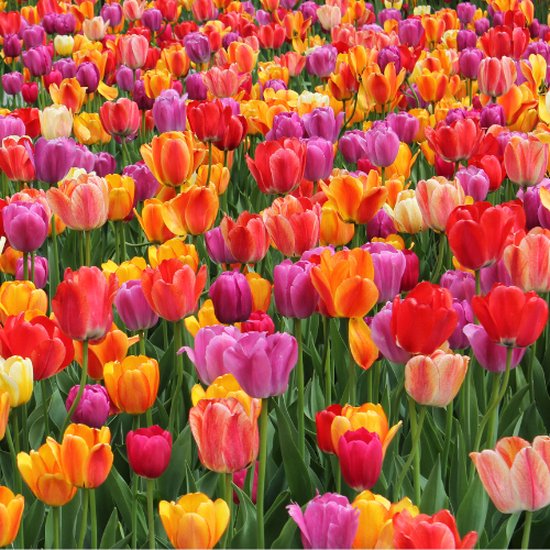 Bloembollen mix- Mix van 200 bloembollen! - Tulp - Narcis - En nog meer ...