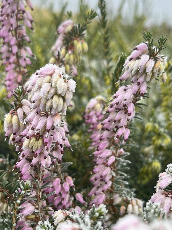 Winterheide Roze - 10 Stuks - Erica darleyensis 'Margaret Porter' - P9 ...