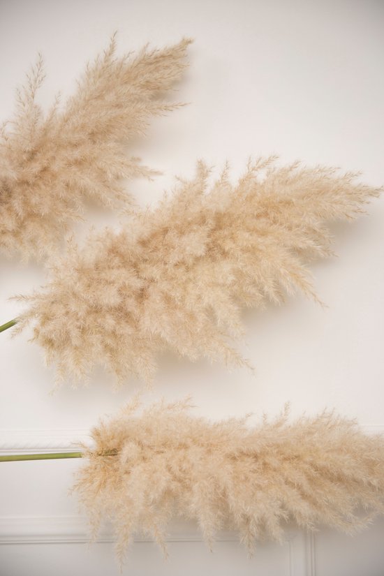 5 Pampas pluimen - nude / beige - 110 cm - droogbloemen - PAMPASKONING ...