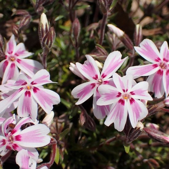 50 X Kruipphlox Wit Roze Kruipende Vlambloem Bodembedekkers Planten 50-x-kruipphlox-wit-roze-kruipende-vlambloem-bodembedekkers-planten