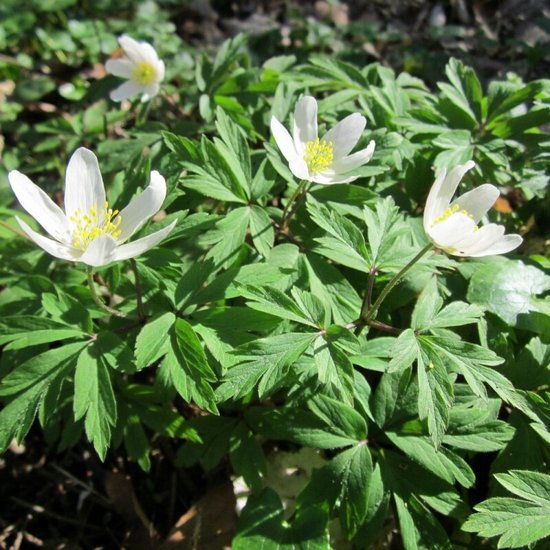 12 x Bosanemoon Wit - Voorjaarsbloeier Vaste Plant Winterhard - Anemone ...