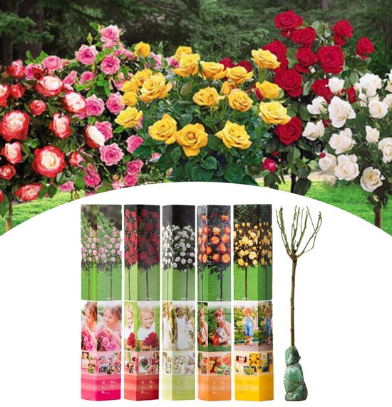 NatureNest - Mini stamroos mix - Meillandina Mini - 5 stuks - 55-70 cm ...