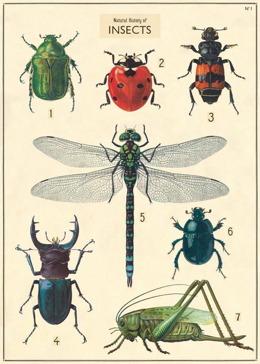 bol.com | Poster Insecten - Cavallini & Co - Vintage Schoolplaat Insect ...