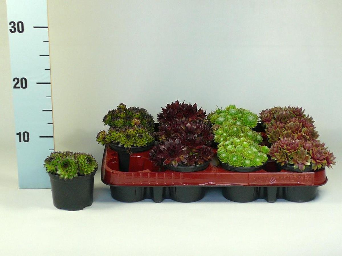 Sempervivum (rotsplanten) 36 stuks mix‎‎ | bol.com