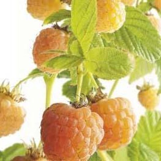 Rubus idaeus Fallgold | bol.com