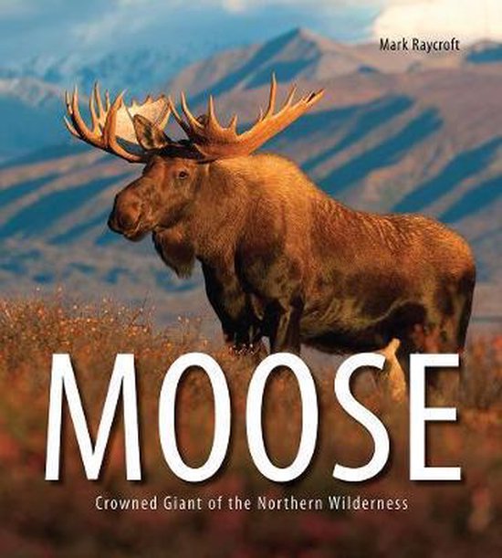 Moose: Crowned Giant of the Northern Wilderness, Mark Raycroft ...