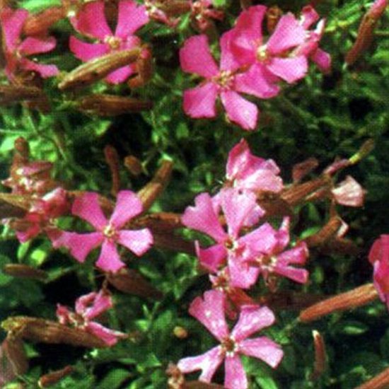6 x Silene Schafta 'Splendens' - Silene schafta 'Splendens' godet 9cm x ...