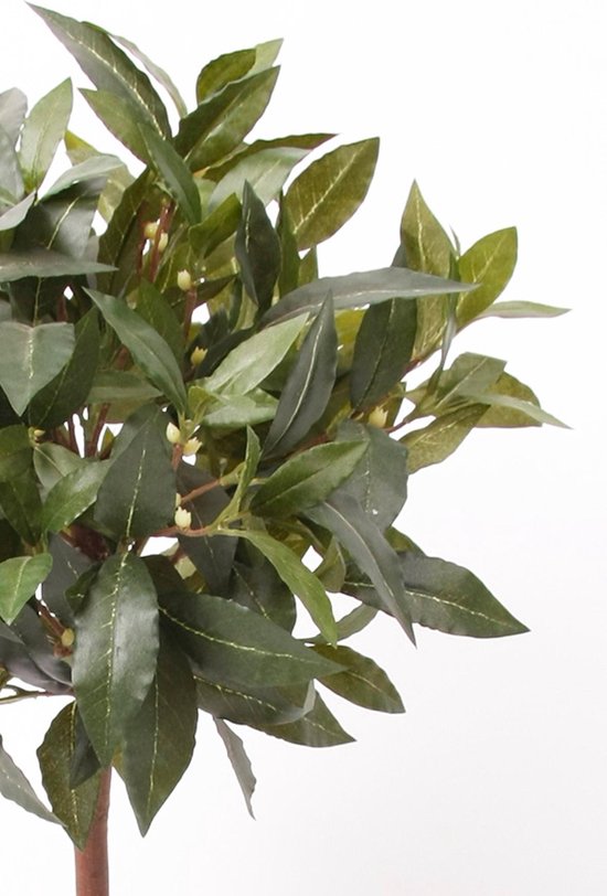 Emerald - Laurier bal - In pot - 60 cm - groen | bol.com