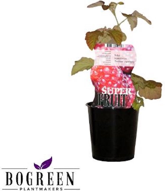 De Loganbessenstruik, Fruitstruik, Kleur Roodachtig-Donkerpaars, Rubus ...