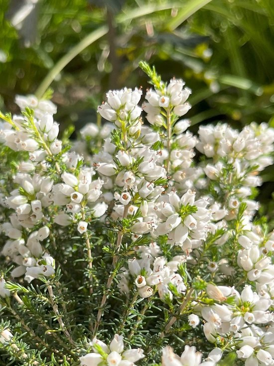 Dopheide Wit - 10 Stuks - Erica cinerea 'Alba Major' - P10.5 - Plant ...