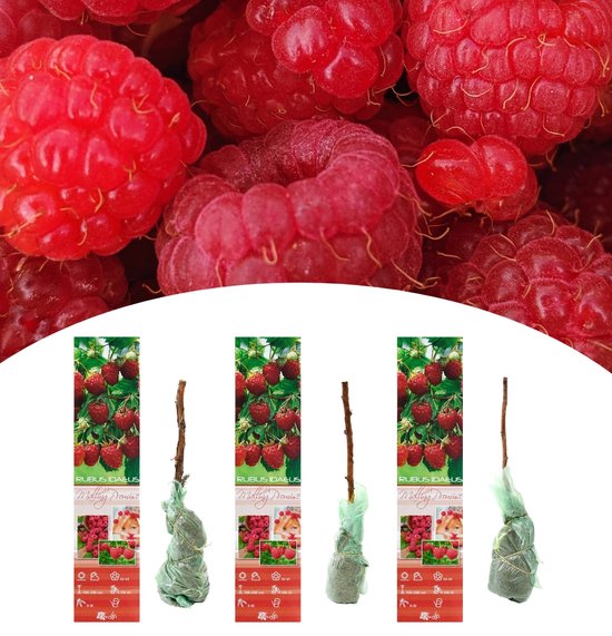 NatureNest - Framboos - Rubus idaeus - 3 stuks - 30-38 cm - Fruitboom | bol