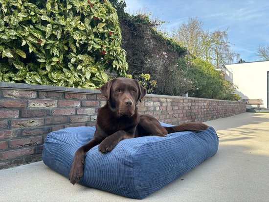 Dog's Companion Hondenkussen / Hondenbed - XL - 140 x 95 cm - Rafblauw ...