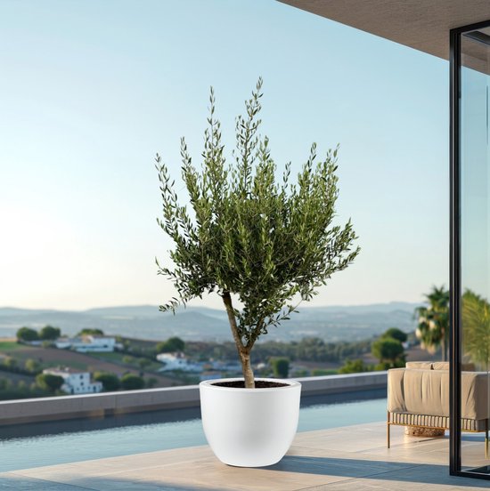 Combi deal - Olijfboom Olea Europaea Cultivo inclusief pot Eggy - 210cm ...