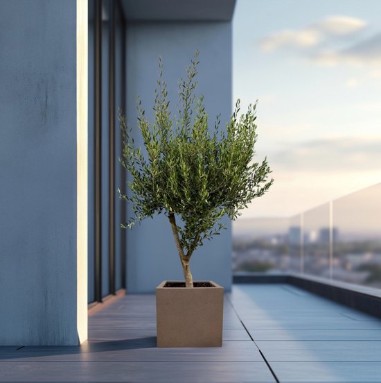 Olijfboom Olea Europaea Cultivo inclusief Grigio Cube - 225 cm | bol