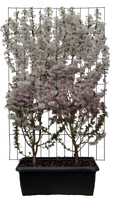 Loofboom – Laurierkers (Prunus nipponica Brillant) – Hoogte: 180 cm ...