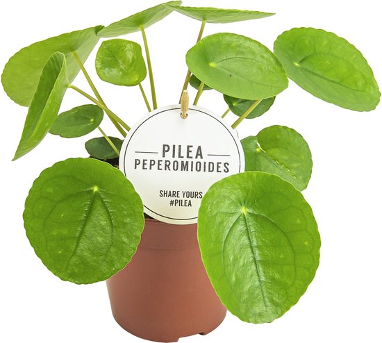 Groene plant – Pannenkoekenplant (Pilea Peperomioides) – Hoogte: 20 cm ...