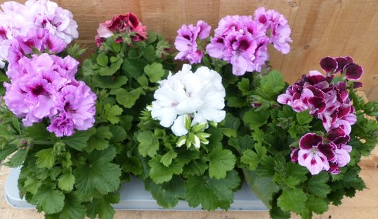 Franse Geranium Pelagonium 6 potjes per tray kleur mix | bol