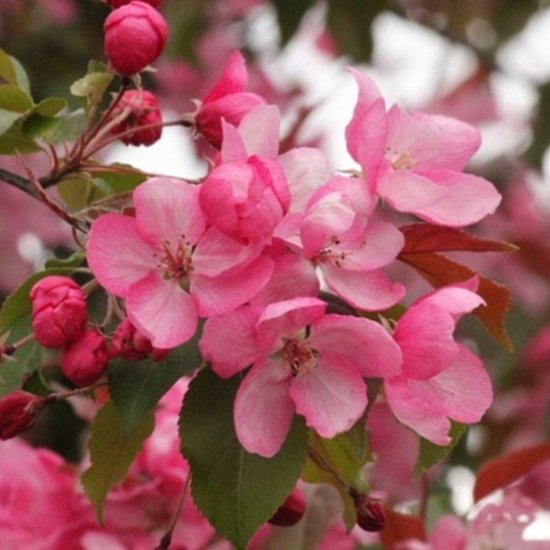 Rode sierappel leiboom 200 cm | Malus 'Mokum' 10-14 cm 200 cm ...