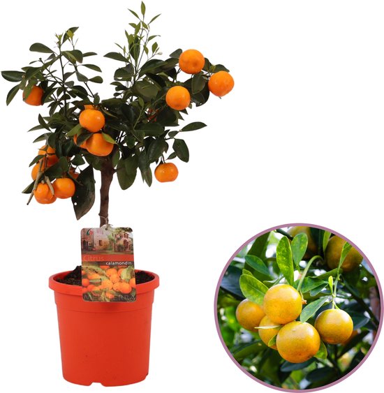 Mandarijnboom, Citrus Calamondin, hoogte 50 cm, fruitboom, heerlijk ...