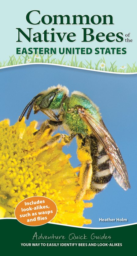 Adventure Quick Guides- Common Backyard Bees of the Eastern United ...