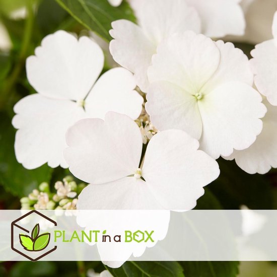 Plant in a Box - Hydrangea Runaway Bride - Hortensia - Pot ⌀19cm ...