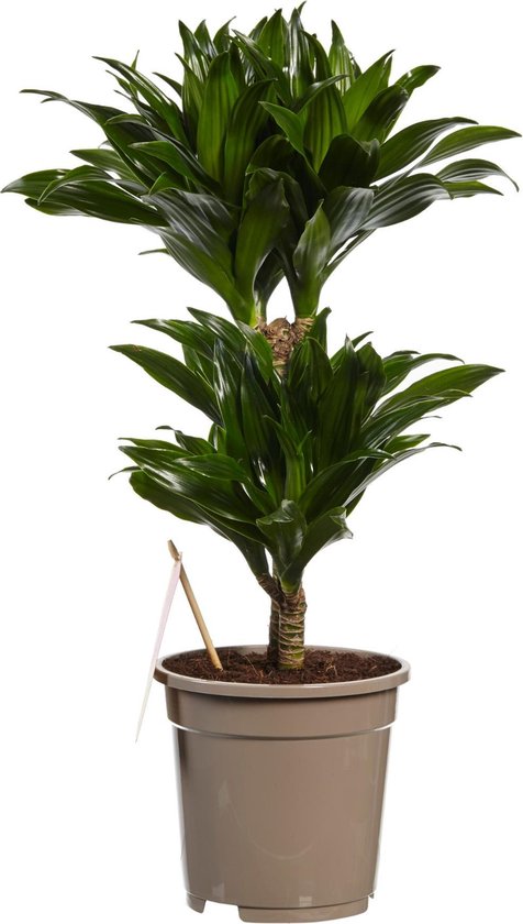 Dragon tree avec beau pot design | Pour une puissance extra forte ...