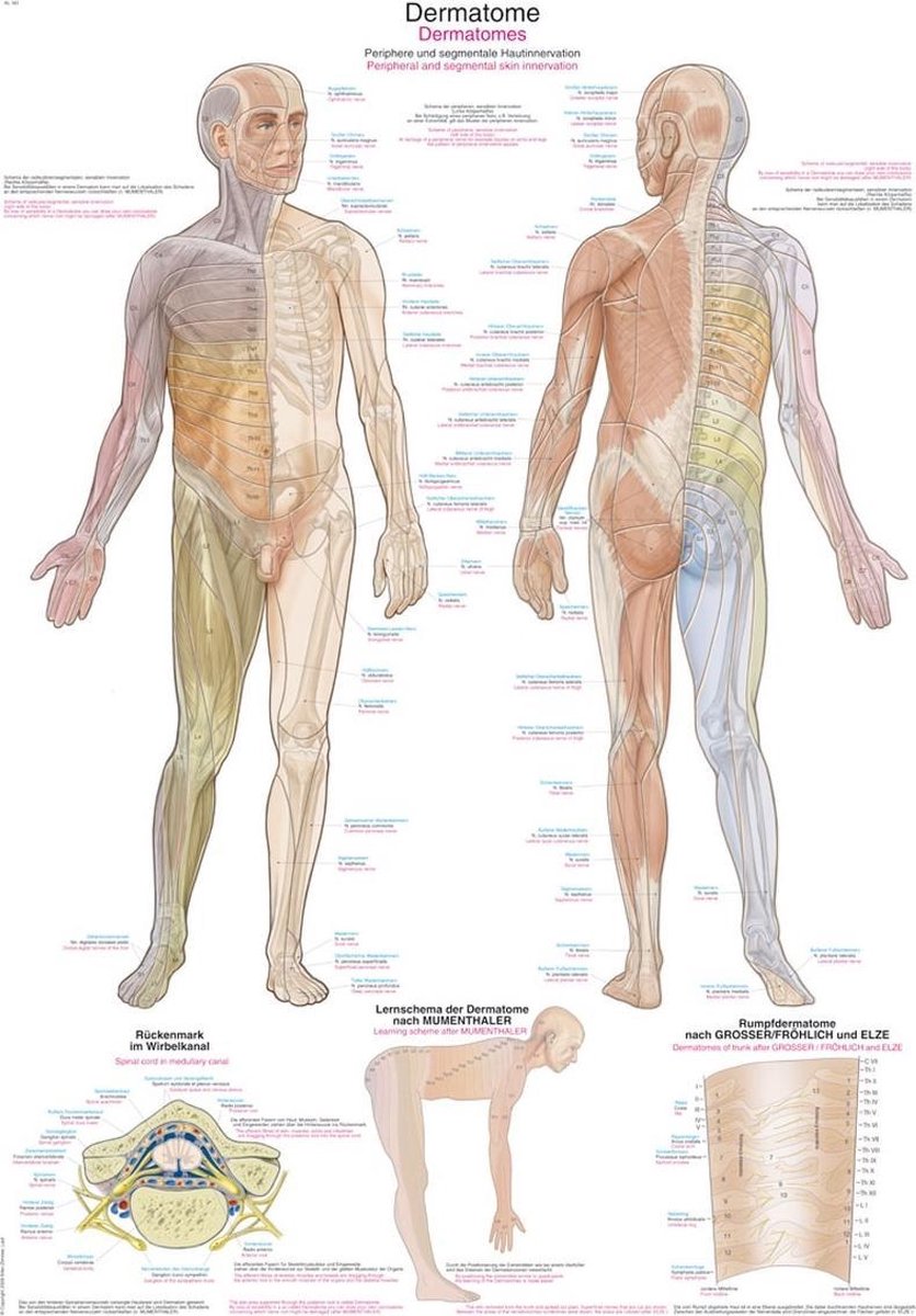 Het menselijk lichaam - anatomie poster dermatomen (Duits/Engels/Latijn, papier, 50x70 cm) | bol