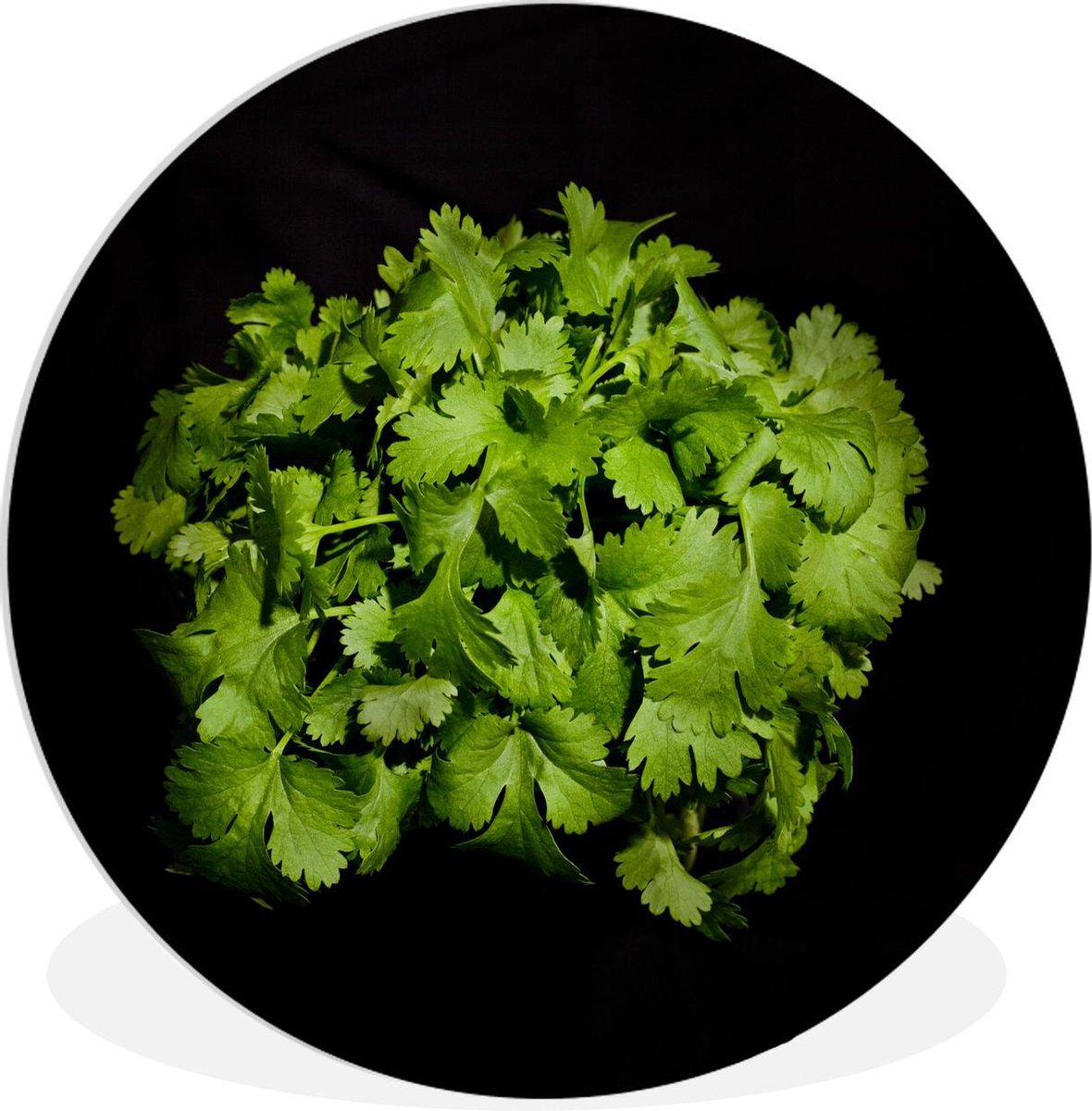 Coriandre et la couleur vert vif sur fond noir Assiette en plastique ...