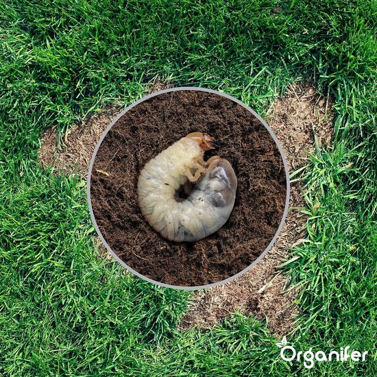 Organifer Grass Insects Concentraat - 10 liter voor 2500m2 - Toepasbaar ...