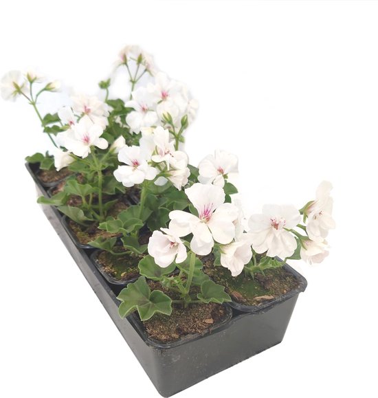 Pakket van 20 Geraniums / Pelargonium - Hangend dubbel Blanche (wit ...
