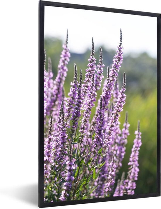 Close-up grote kattenstaarten | bol.com