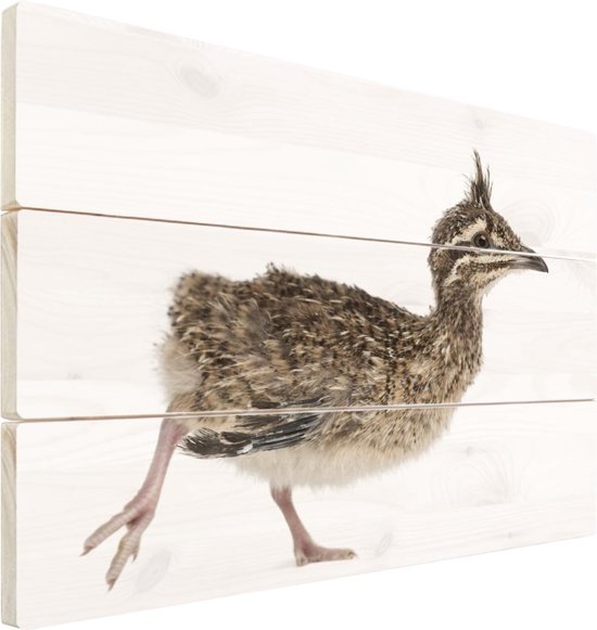 Tinamoe op hout - 40x30 - Portretfoto van een jonge tinamoe Vurenhout ...