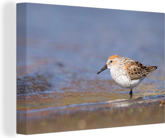 Canvas Schilderij Een westelijke Strandloper die loopt over het strand ...