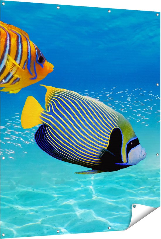 Gards Tuinposter Twee Tropische Vissen in de Rode Zee - 120x150 cm ...