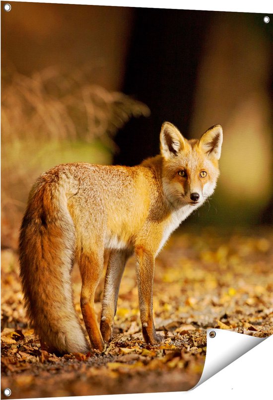 Gars Affiche de jardin Renard dans la forêt d'automne - 80x100 cm ...