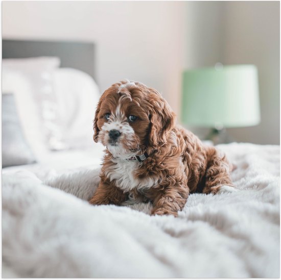 Poster (Mat) - Onschuldig Kijkende Cavapoo Puppy op Deken op Bed ...