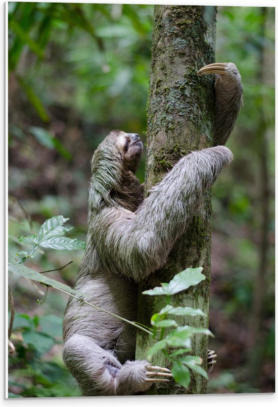 PVC Schuimplaat- Luiaard Klimmend op Smalle Boom in Bos - 40x60 cm Foto ...