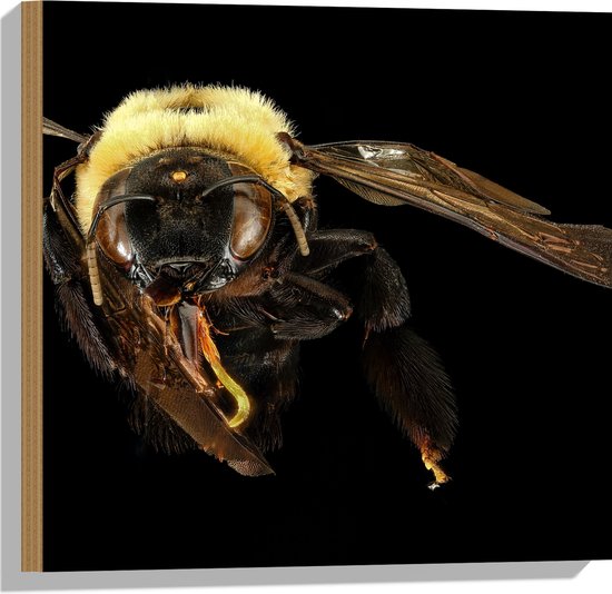 Hout - Vooraanzicht van Wesp tegen Zwarte Achtergrond - 50x50 cm - 9 mm ...