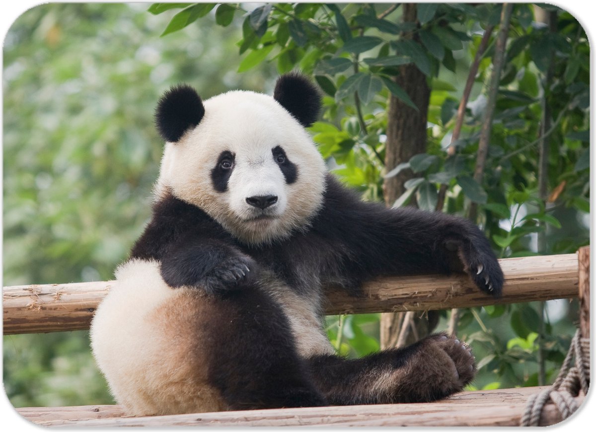 Muismat - Panda Relaxed op een Houten Bouwsel - 25x18 cm - 2 mm Dik ...