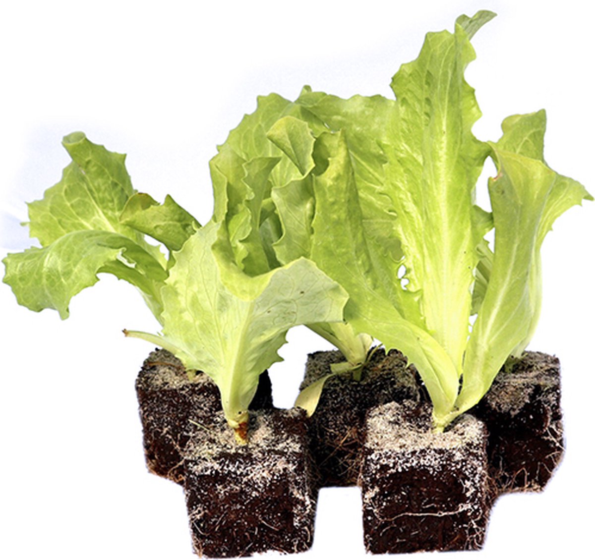 Groene Batavia plantjes - zelf groente kweken - moestuin - 10 planten ...