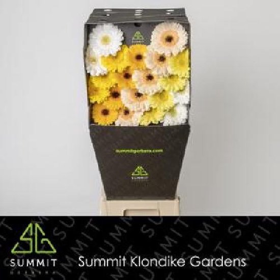 DutchFlowers - Boeket - 20x Germini dream mix geel 70cm | bol