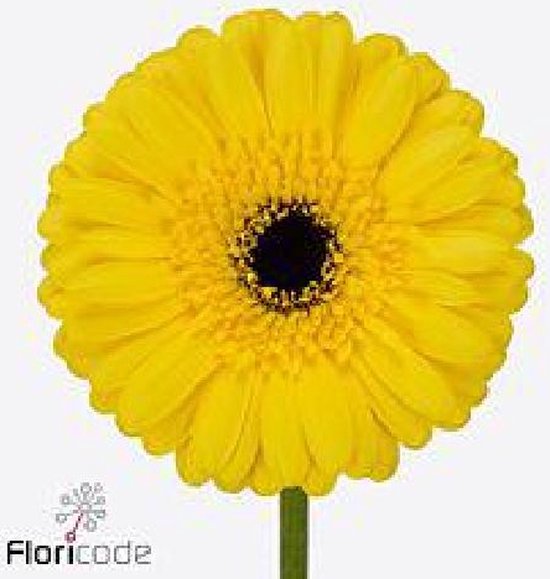 DutchFlowers - Boeket - 15x Gerbera westeros 70cm | bol